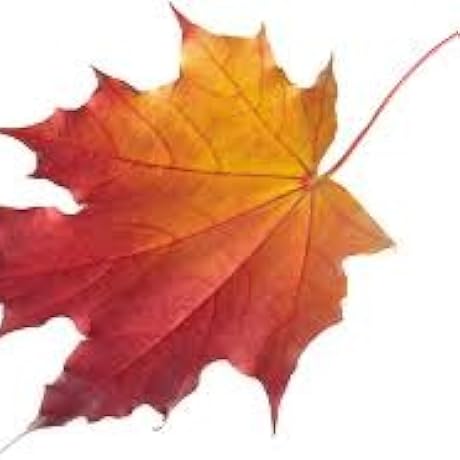 Amazon.com: Learn Python 3.0 VISUALLY: with 99 Interactive Exercises ...