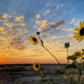 Amazon.com: C Programming: Language: A Step by Step Beginner's Guide to ...