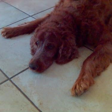 Amazon.com: The Golden Girls (Complete Series) - 24-DVD Box Set ( The Golden Girls - Complete ...