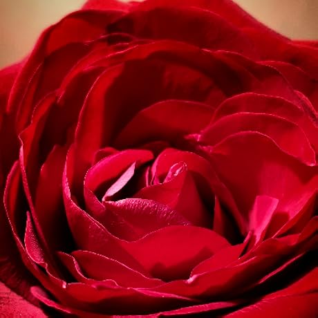 The Ouroboros Cycle, Book Two: A Cautionary Tale for Young Vampires - Kindle edition by Falksen ...