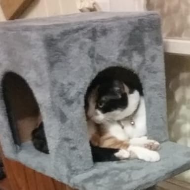 A Love Rising from the Ashes: A Historical Western Romance Book (Brides of the Untamed Frontier ...