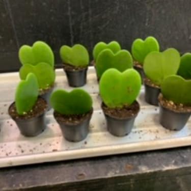 Wren Martin Ruins It All : DeWitt, Amanda: Amazon.co.uk: Books