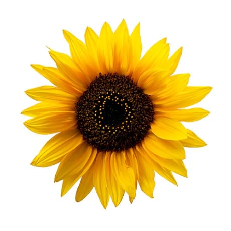 Funko Pop! Eric Eazy-E Wright Funkoshop Exclusive : Amazon.de: Spielzeug