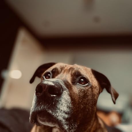 Dreamseller: An Addiction Memoir: Novak, Brandon, Frantz, Joe: 9780806538280: Amazon.com: Books