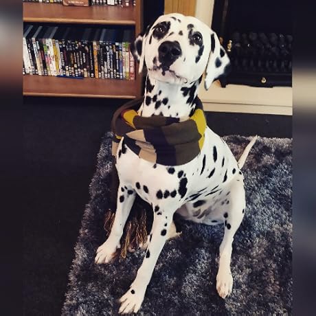 Amazon.com: Practical Quantum Computing for Developers: Programming ...