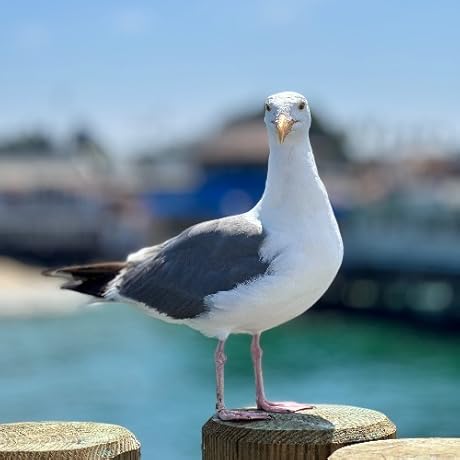 Life Skills For Tweens: How to Cook, Clean, Shop, Study, Make Friends, and Mastering Day to Day ...