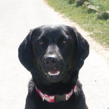 Vindicated: Fall of Angels: Taylor, Keary: 9781467909471: Amazon.com: Books