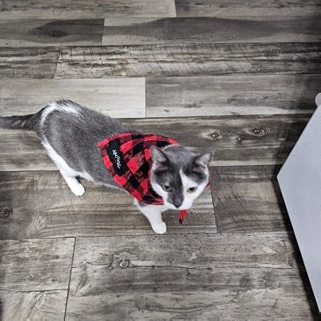 Amazon.com: The Reluctant Wife: A Bodyguard - Princess Marriage of Convenience Romance (The ...