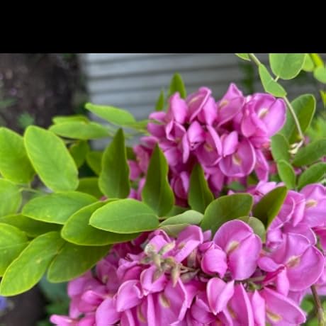 Amazon.com: EnviroCare Hardwood Floor Brush 1 and 1/4 with Soft ...