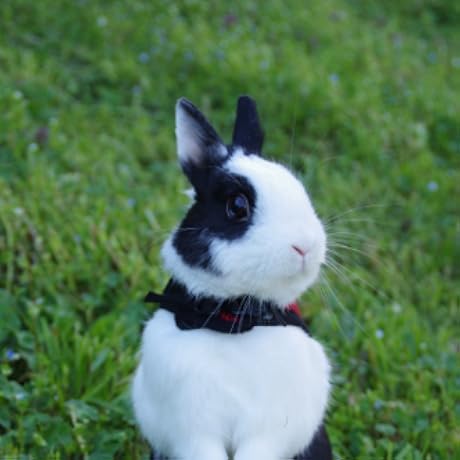 Pinduli: Cannon, Janell, Cannon, Janell: 9780152046682: Books - Amazon.ca