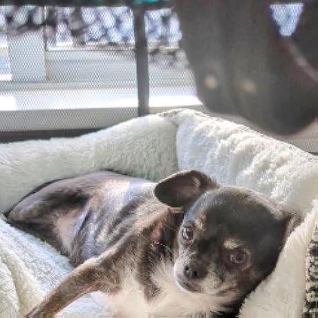 Shortbus (Edición especial) [DVD]: Amazon.es: Raphael Barker, Lindsay Beamish, Bitch, Justin ...