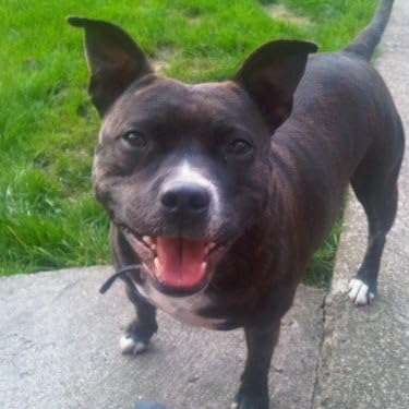 Advanced Python Development : Wilkes, Matthew: Amazon.in: Books