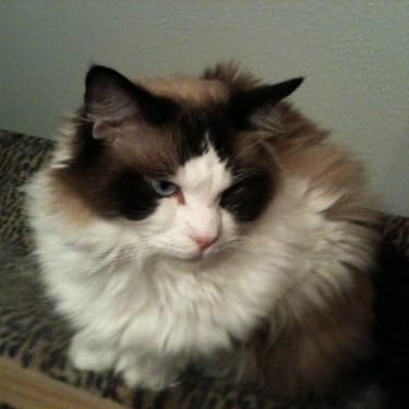 Handbook of Parametric and Nonparametric Statistical Procedures, Fifth Edition : Sheskin, David ...