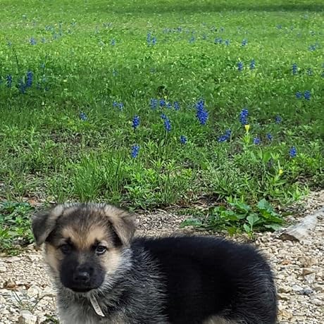 The Behavior Operations Manual: Neuro-Cognitive Intelligence: Hughes ...