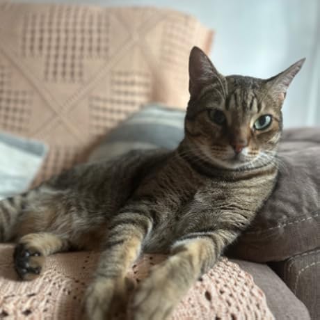 Amazon | Do Not Disturb: An Addictive Psychological Thriller from the Author of The Housemaid ...