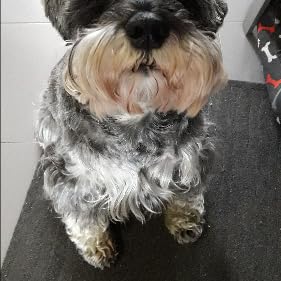 The Illuminated Alphabet: An Inspirational Introduction to Creating Decorative Calligraphy: Noad ...