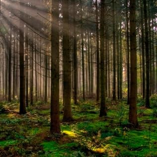 Amazon.com: The Gift: A Christmas Thriller Short Story eBook : McFadden, Freida: Kindle Store