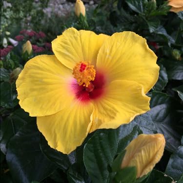 Dying Fall: A spooky, gripping read from a bestselling author (Dr Ruth ...