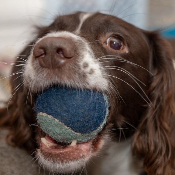 Space Marines (Raconteur Press Anthologies Book 6) eBook : Hogarth, M.C.A., Curtis, JL, Grayson ...