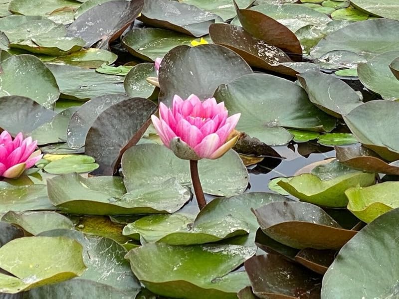 Amazon.com: The Adventures of Lizzy Bennet - Book 1: A Pride and Prejudice Variation eBook ...