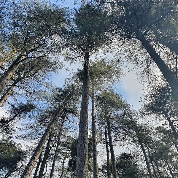 Amazon.com: Create a Chat Messenger in Java Using Netbeans IDE: Learn How To java Coding Book ...