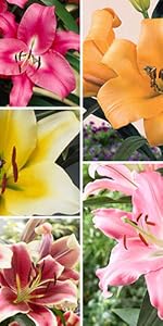You Garden - Summer Flowering Bulb Mixed Pack, 300 Bulbs, 7 Varieties for Summer Long Colour ...