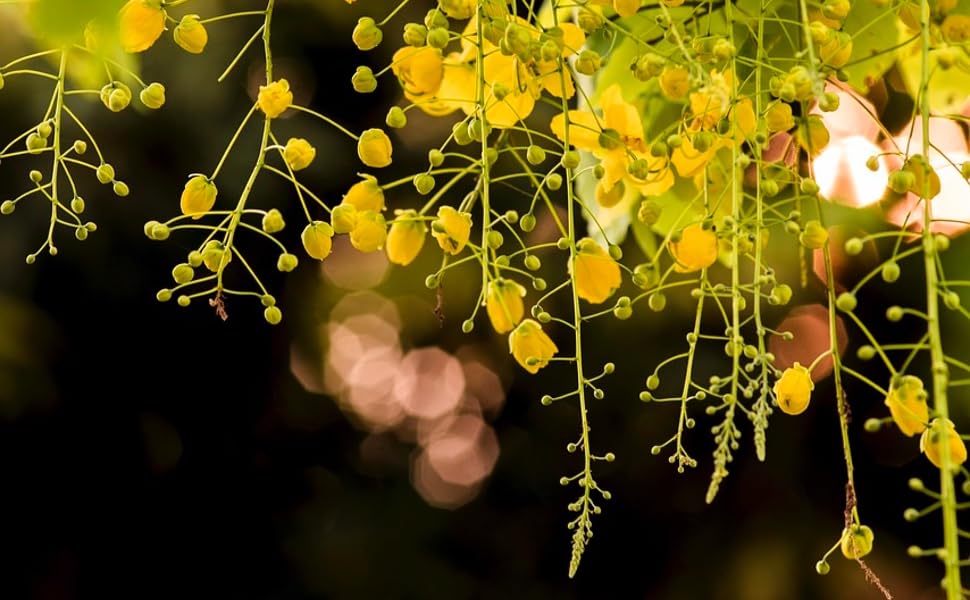 Amazon.com : Gaea's Blessing Seeds - Golden Shower Tree Seeds - Weeping Yellow - Cassia Fistula ...