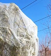 Amazon.com : 3 Pack Fruit Tree Netting 7x6 Ft Garden Netting for Tree Protection Large Tree ...