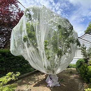 Amazon.com : 3 Pack Fruit Tree Netting 7x6 Ft Garden Netting for Tree Protection Large Tree ...