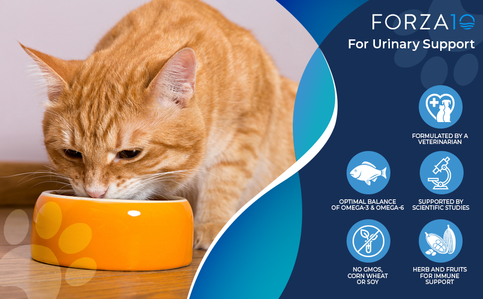 Amazon.com : Forza10 Active Urinary Dry Cat Food, Urinary Tract Health ...