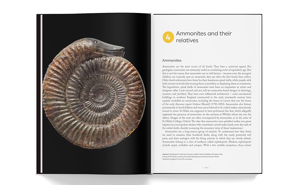 Fossils: The essential guide: Amazon.co.uk: Taylor, Paul D.: 9780565095635: Books