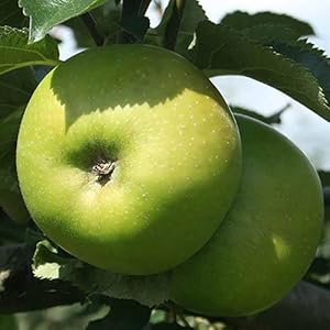 You Garden - Duo Fruit Apple Tree, 2 Varieties of Apple on 1 Bare Root ...