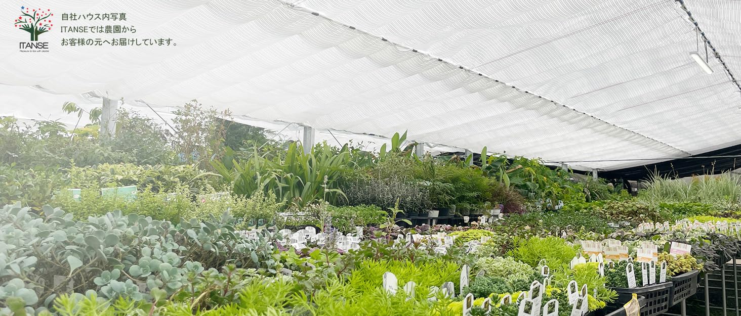 Amazon.co.jp: ITANSE 極甘ホワイトミニトマトの苗 プリモホワイト 3.5号 自根苗 4個セット【初心者向け・育てやすい／品種で選べる野菜苗】学名：Solanum ...