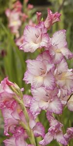 You Garden - Summer Flowering Bulb Mixed Pack, 300 Bulbs, 7 Varieties for Summer Long Colour ...