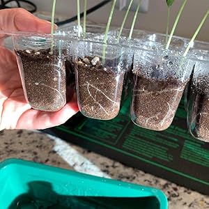 Amazon.com : UWIOFF Seed Starter Tray, 12-Pack 144 Cells Seedling Starter Trays, Humidity ...