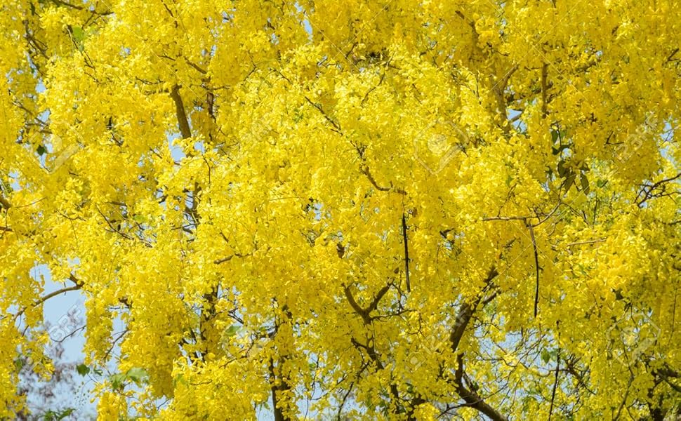 Amazon.com : Gaea's Blessing Seeds - Golden Shower Tree Seeds - Weeping Yellow - Cassia Fistula ...