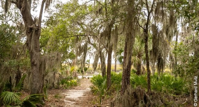 Savannah – Aufbruch in eine neue Welt: Roman | Eine mutige junge Frau, die 1733 nach Amerika ...