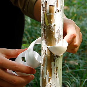 Amazon.com : Tree Trunk Protector, 6pack 15.7in Tree Guard, Sapling ...