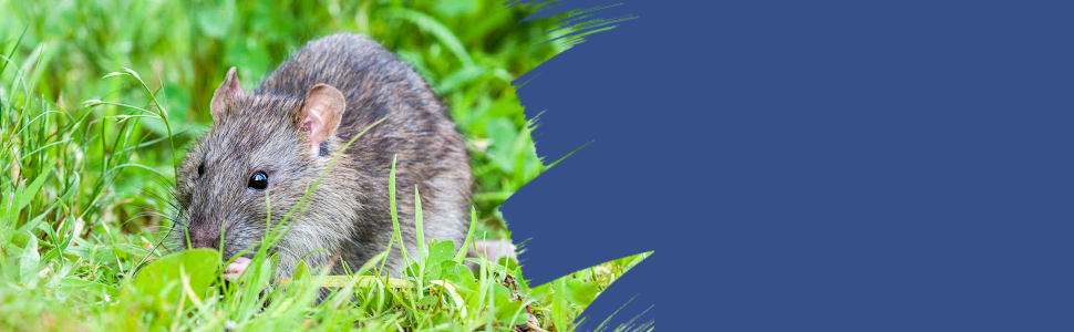 PESTMAX Rat Poison kit contains 2 x 150g mouse and rat poisoning sachets and 5 bait trays. Rat ...