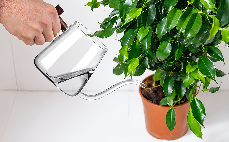 Amazon.com : FrutPunch Watering Can Indoor Plants, 27 OZ Glass Watering Can, Long Curved Spout ...