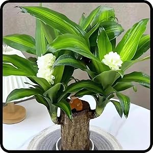 Lucky Brazil Wood Potted Plant | Healthy Indoor Live Lucky Plant | Brazilian Wood Plant for ...