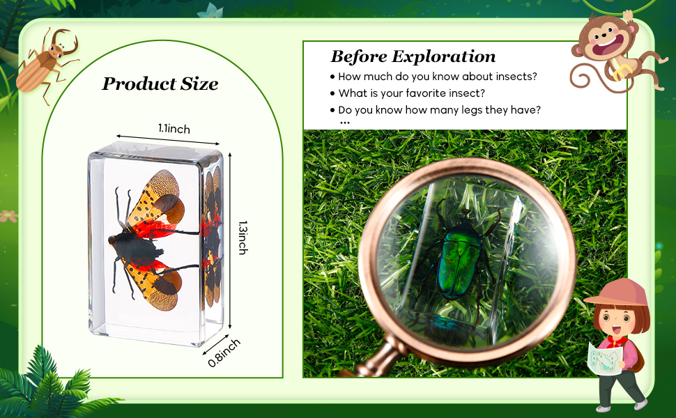 Amazon.com: 40 Pcs Insect in Resin Specimen Bugs Collection Paperweights Real Bugs in Resin ...