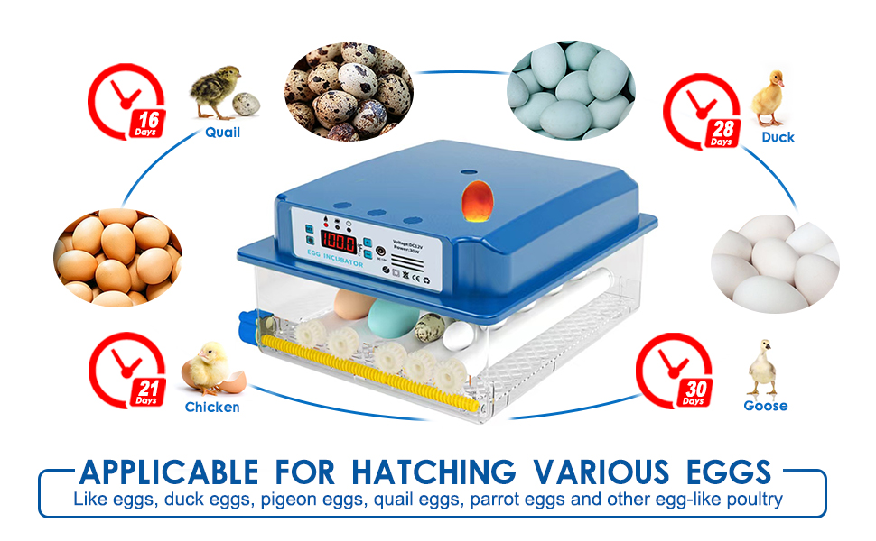 Amazon.com: Vevitts 16 Eggs Incubators for Hatching Egg with Automatic Turner, Fahrenheit ...