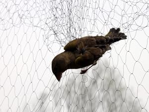 Amazon.com : Hortifan Bird Netting, 50'x50' with 1" Square Mesh - Heavy Duty Nylon Netting for ...