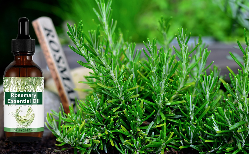 Amazon.com: Aceite de Romero para El Cabello, Aceite de Romero para Crecimiento, Gotero para ...