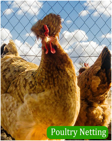 Amazon.com : Chicken Netting - 50x 100ft Garden Netting with 1" Square Mesh as Poultry Netting ...