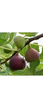 You Garden - Duo Fruit Apple Tree, 2 Varieties of Apple on 1 Bare Root ...
