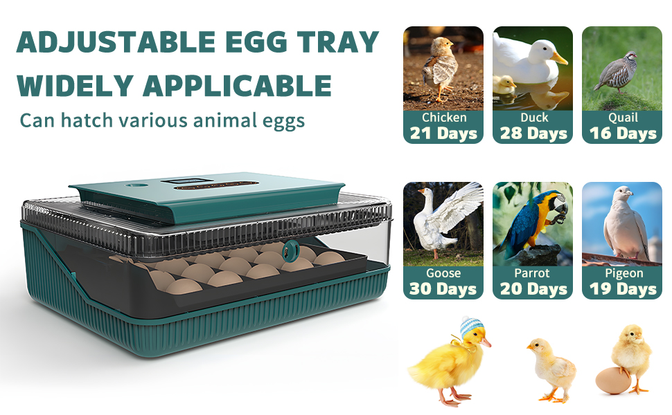 Amazon.com: YinRazer Egg Incubator，25 Egg Incubator for Hatching Chicks with Automatic Egg ...