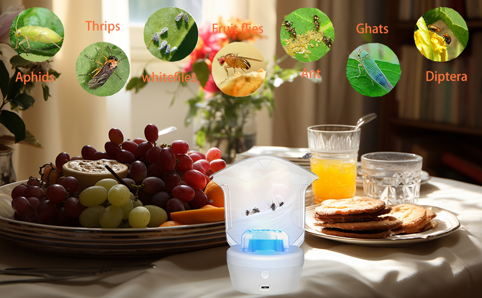 Amazon.com : HECO ARMOR Fruit Fly Trap Flies Traps Indoor for Home, Bug Zapper Indoor, Flying ...