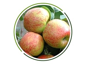 YouGarden - Duo Fruit Apple Tree, 2 Varieties of Apple on 1 Bare Root ...